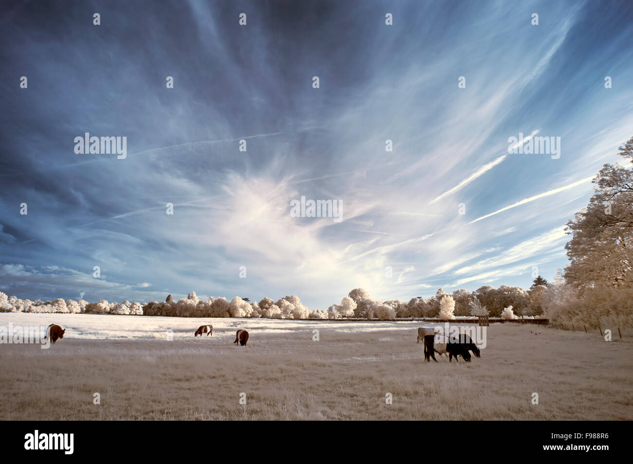 Stunning unique infra red landscape with false color impact Stock Photo ...