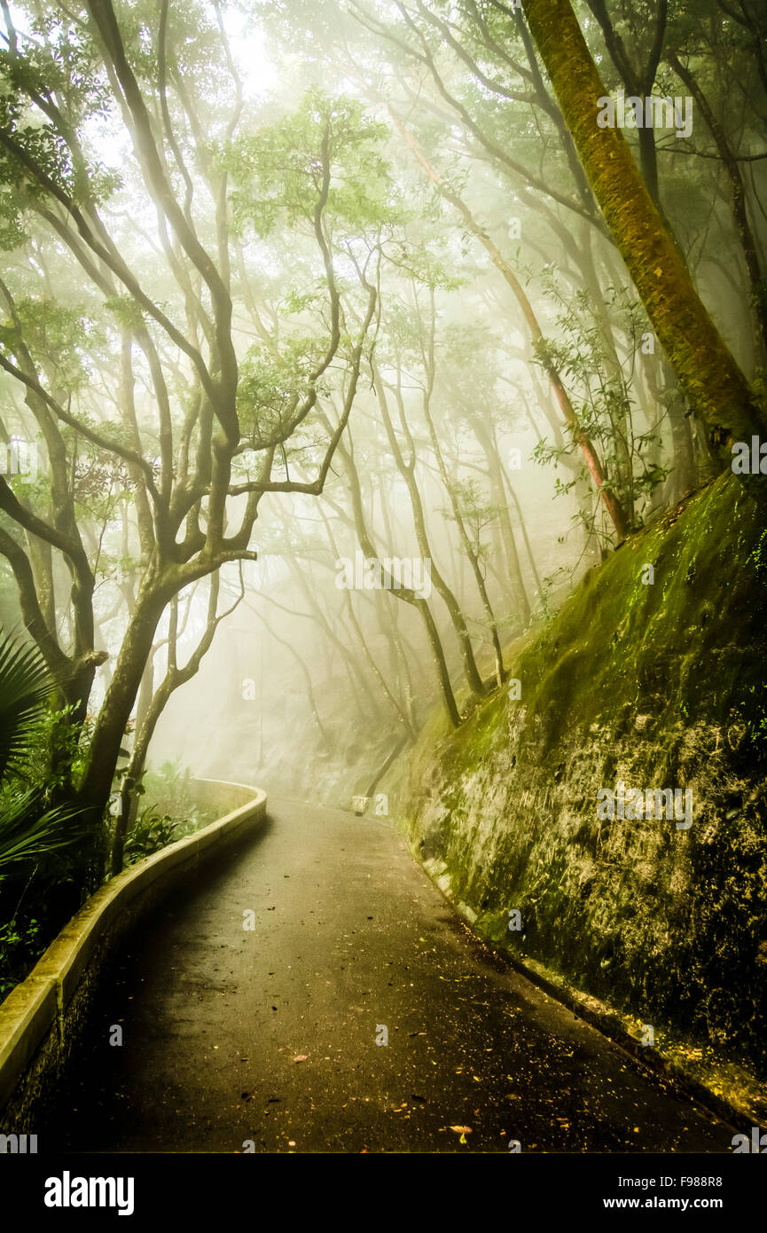 Jungle pathway hi-res stock photography and images - Alamy