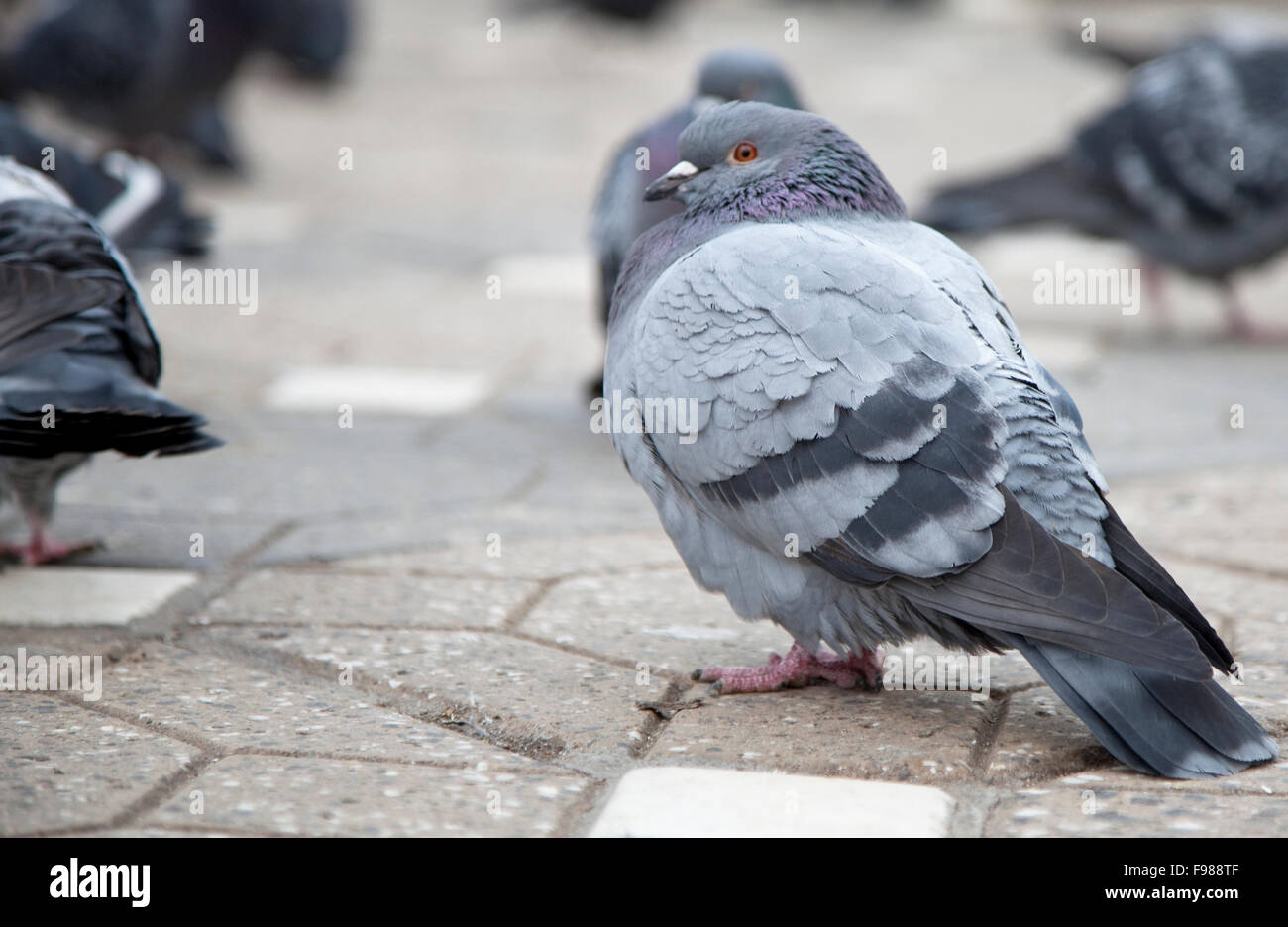 Domestic pigeon profile hi-res stock photography and images - Alamy