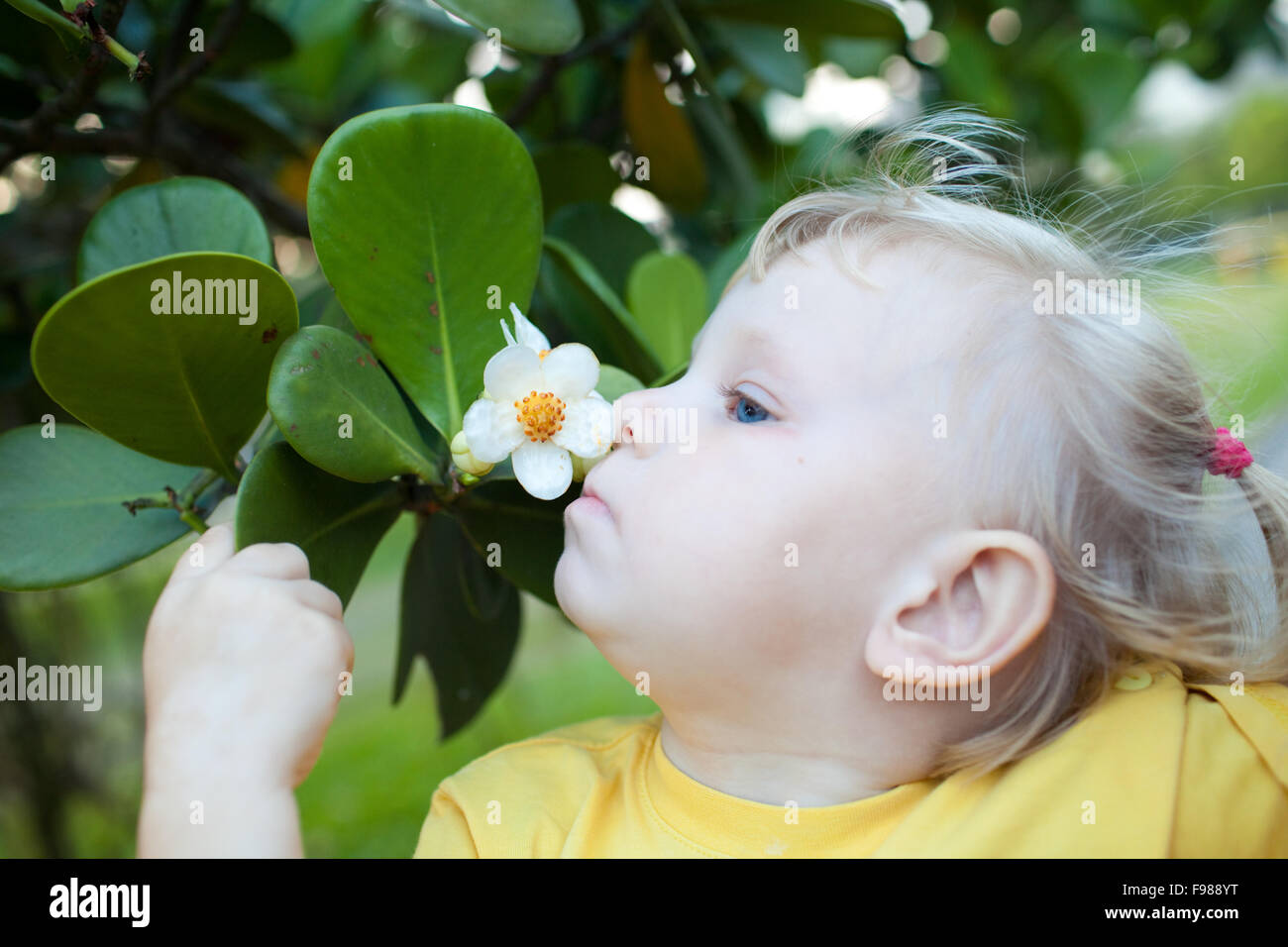 Nice smelling flower hi-res stock photography and images - Alamy