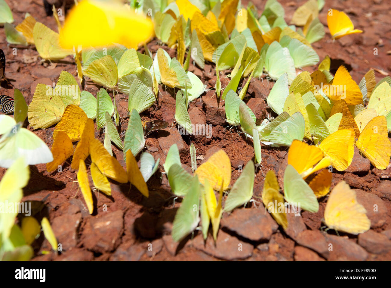 Many butterflies flying hi-res stock photography and images - Alamy