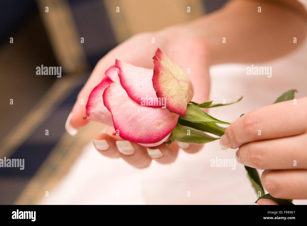 White rose in his hand hi-res stock photography and images - Alamy