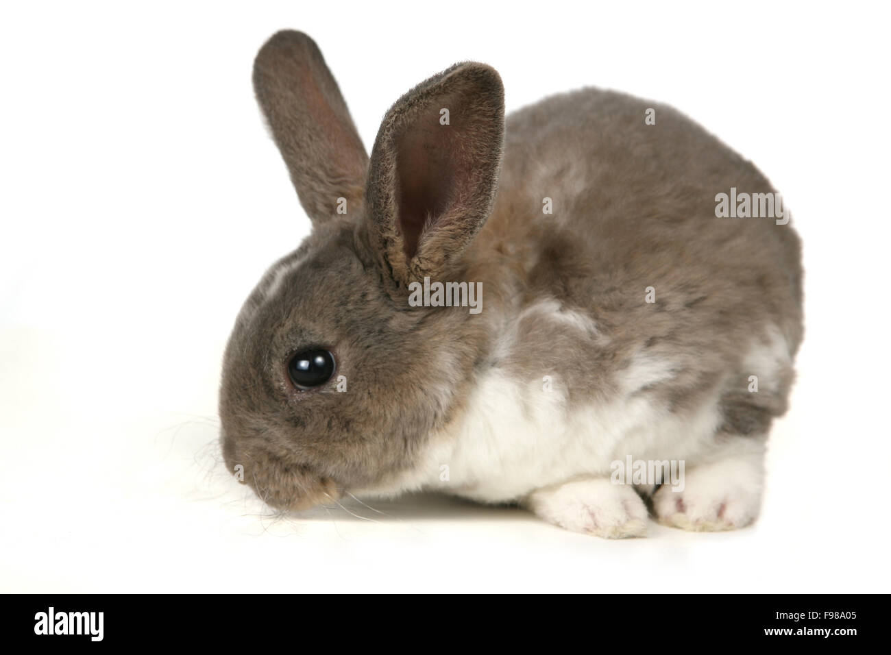 Cute Grey Pet Rabbit Stock Photo - Alamy