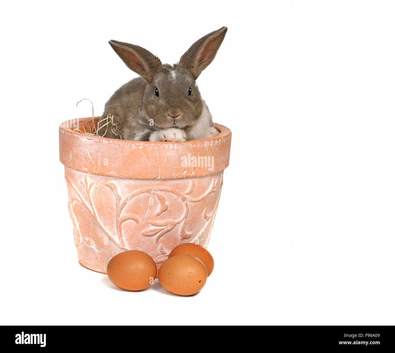 White rabbit in pot hi-res stock photography and images - Alamy