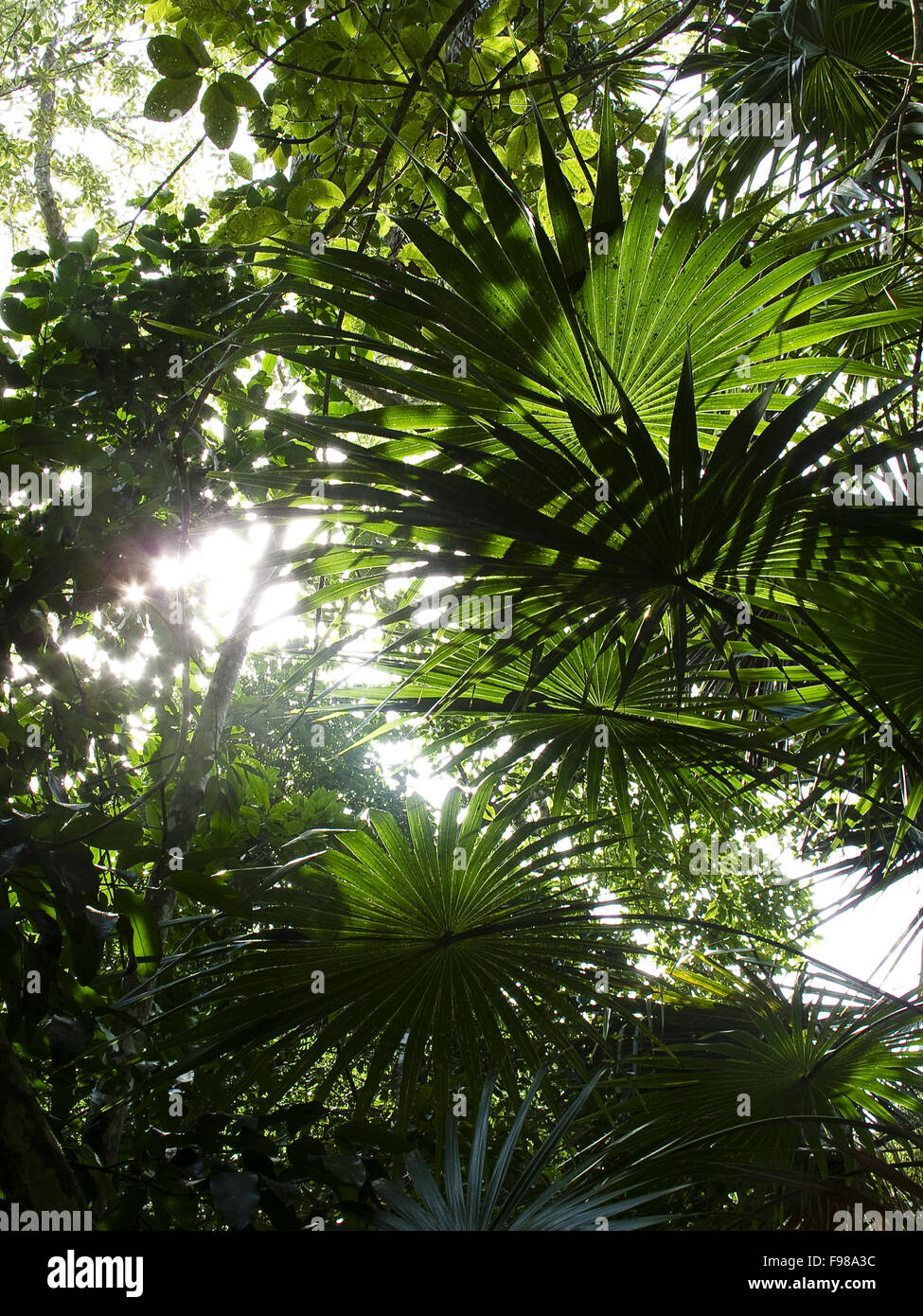Sun in the leaves Stock Photo - Alamy