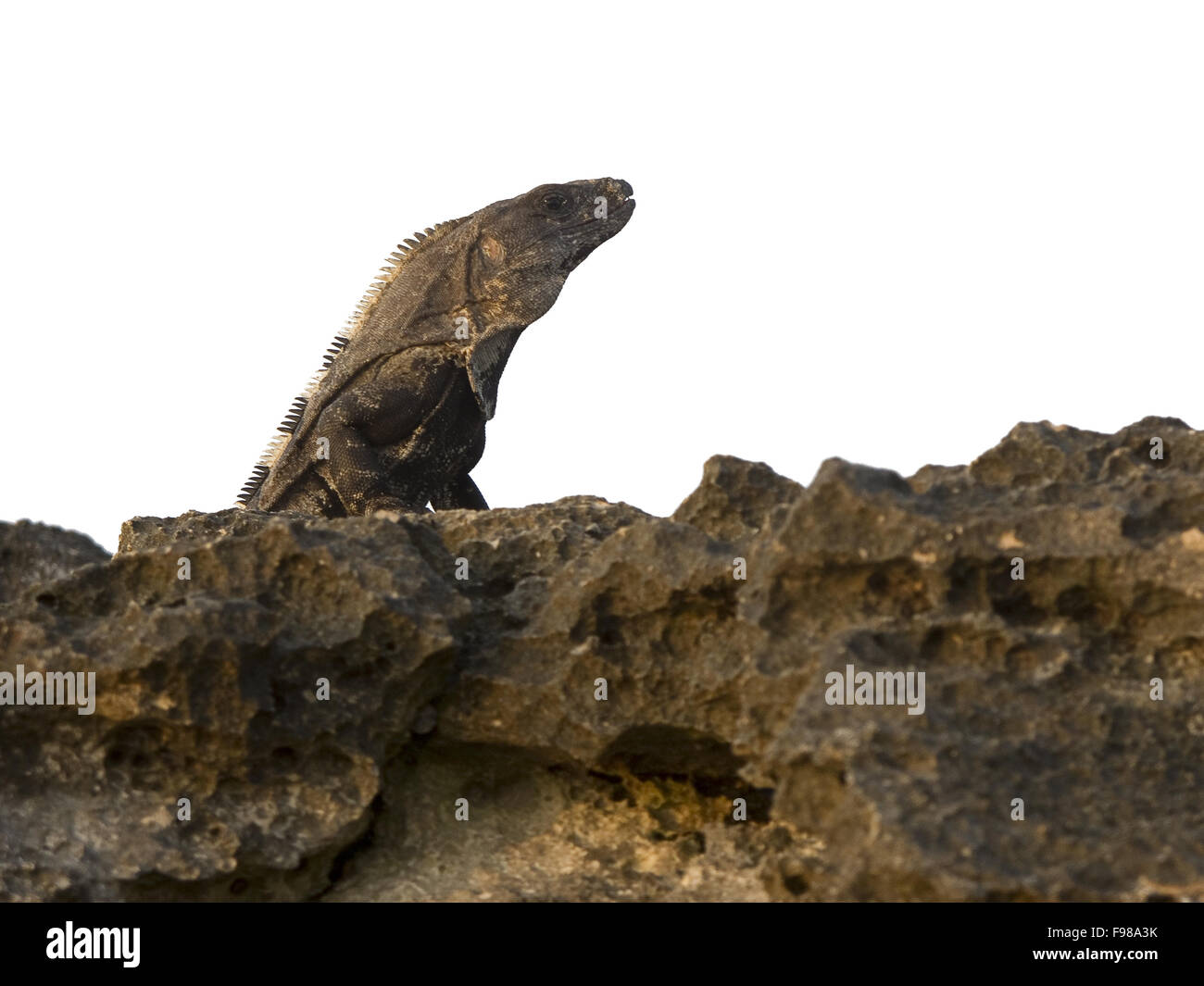 Lizard claws hi-res stock photography and images - Alamy