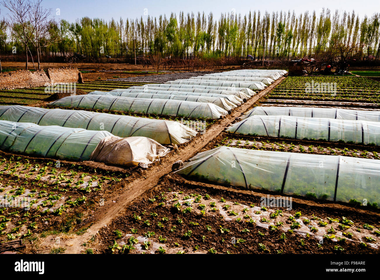 Plastic mulch china hi-res stock photography and images - Alamy