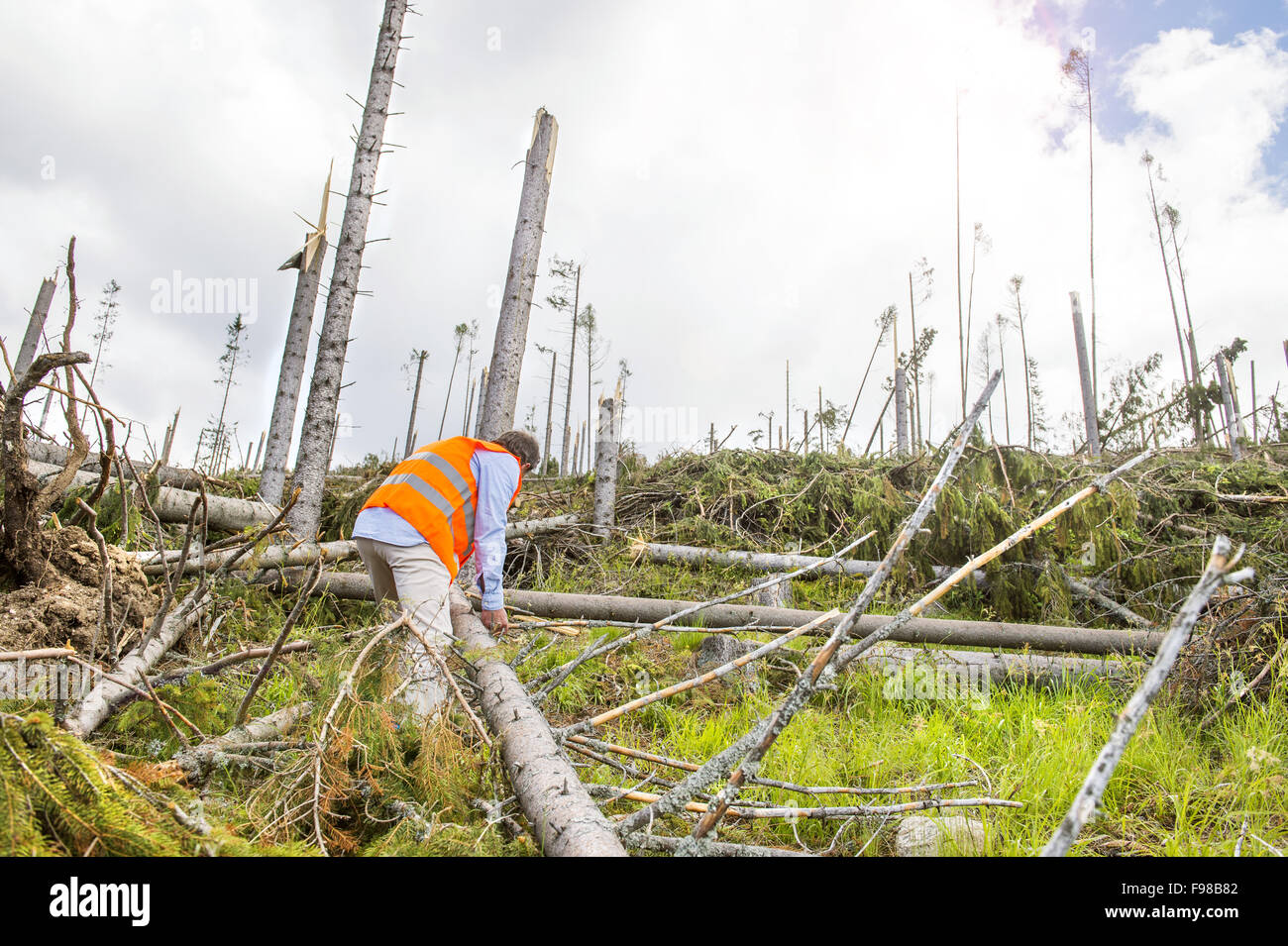 Destroyed forest hi-res stock photography and images - Alamy