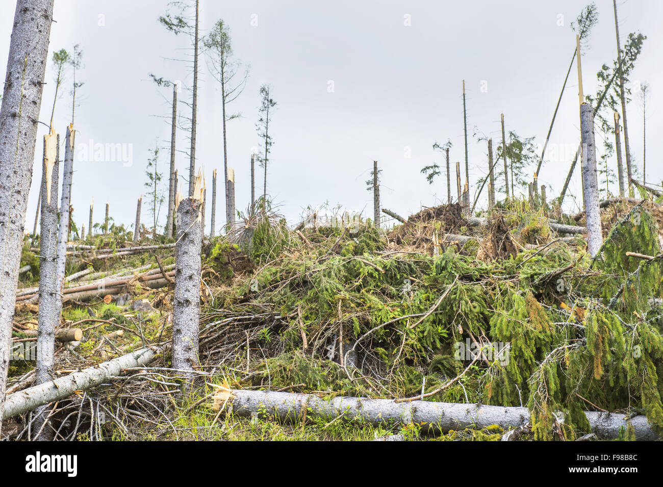 Destroyed forest hi-res stock photography and images - Alamy