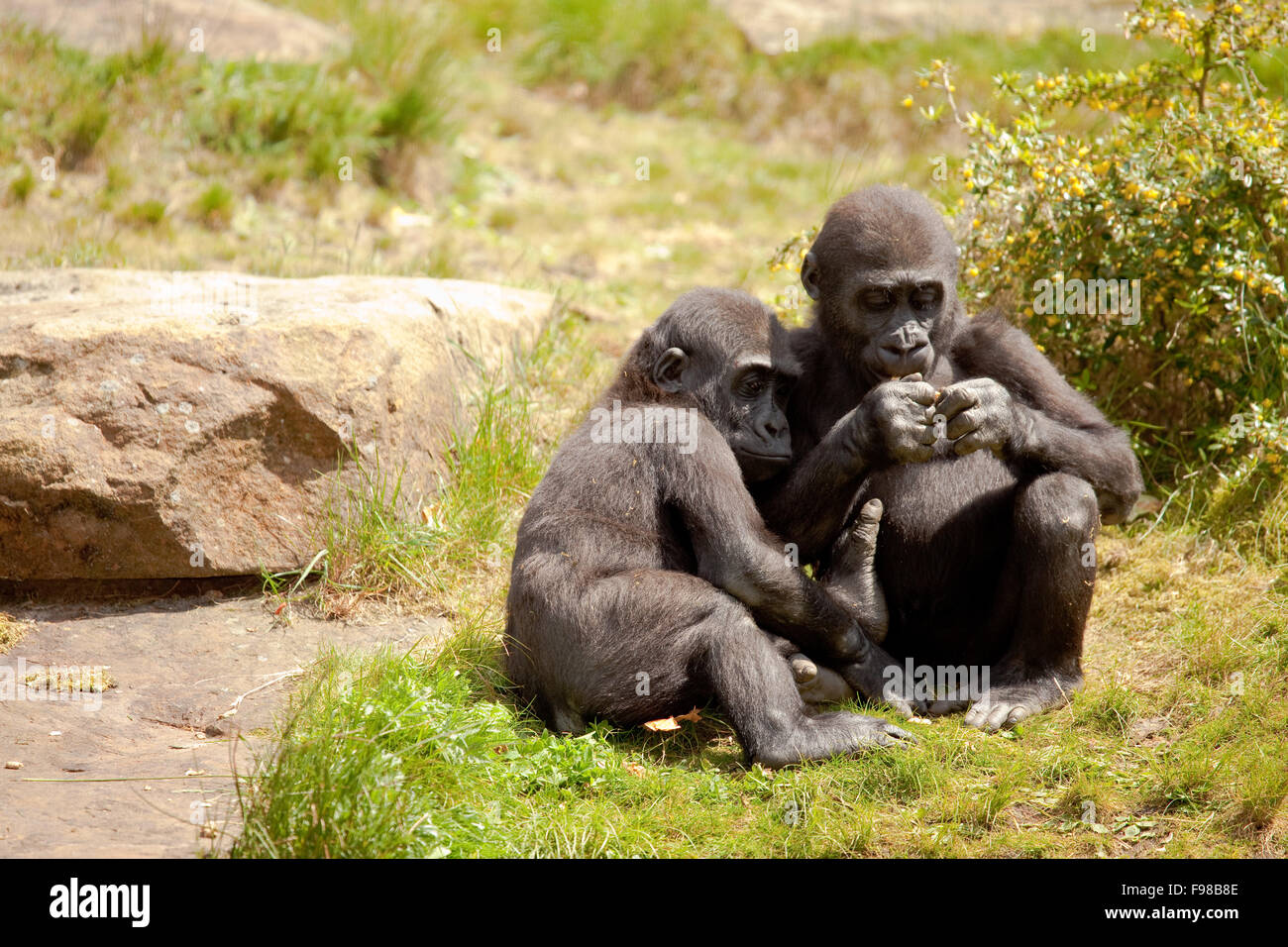 Snuggling up together Stock Photo - Alamy