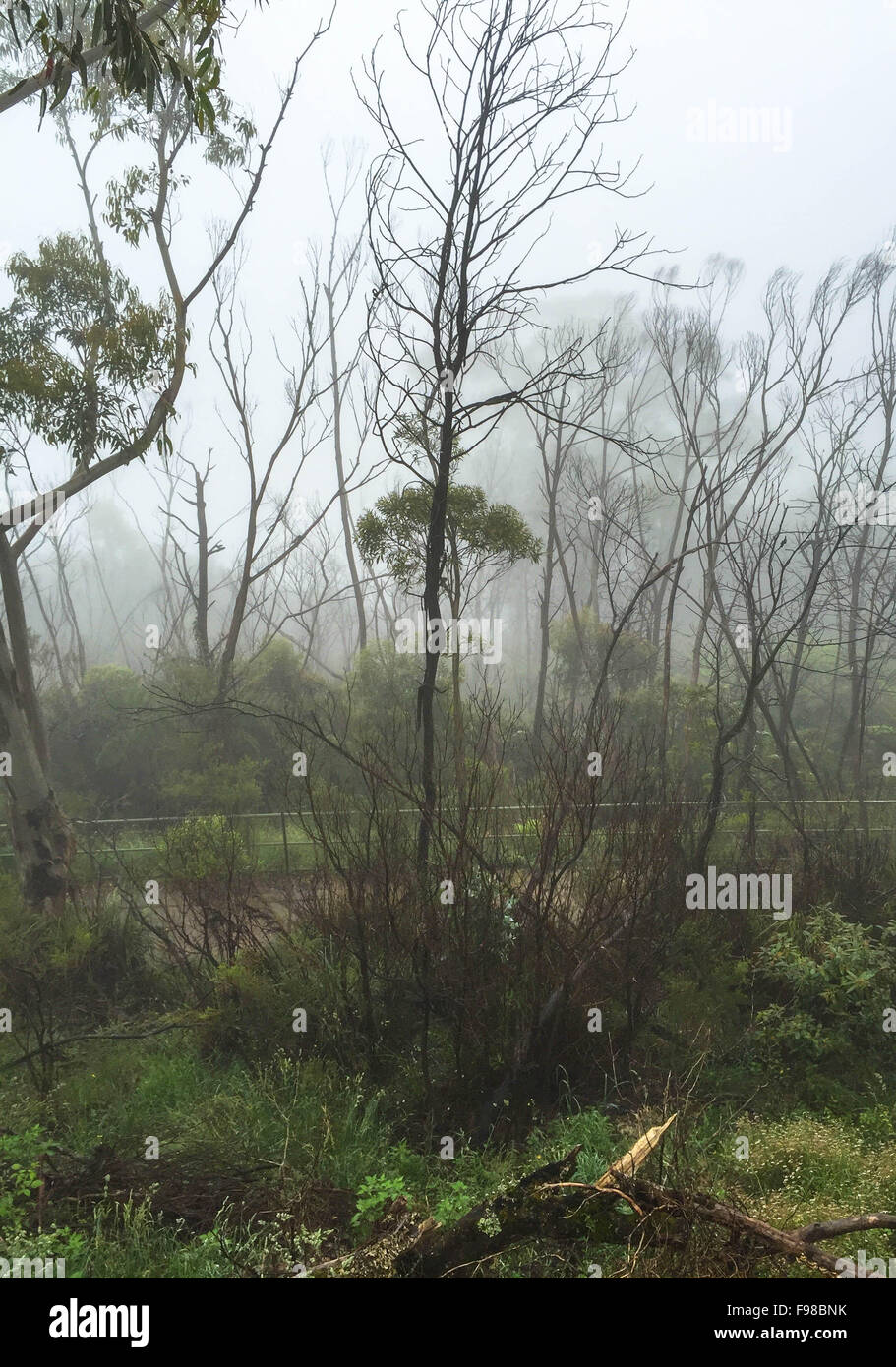 Rain Forest Mist Dawn Tree Trees High Resolution Stock Photography and ...