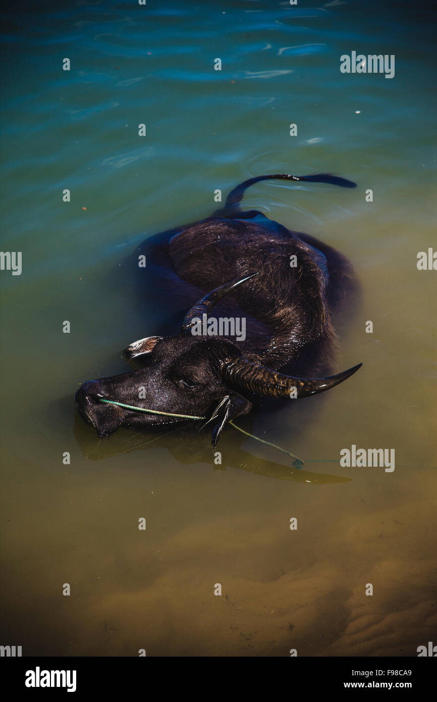 Water buffalo laos hi-res stock photography and images - Alamy