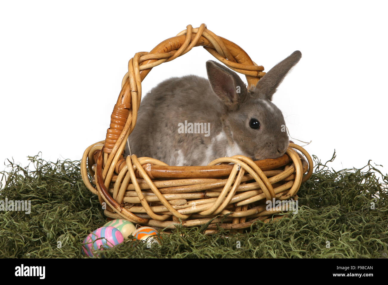 Cute Grey Rabbit in a Wicker Basket Stock Photo - Alamy