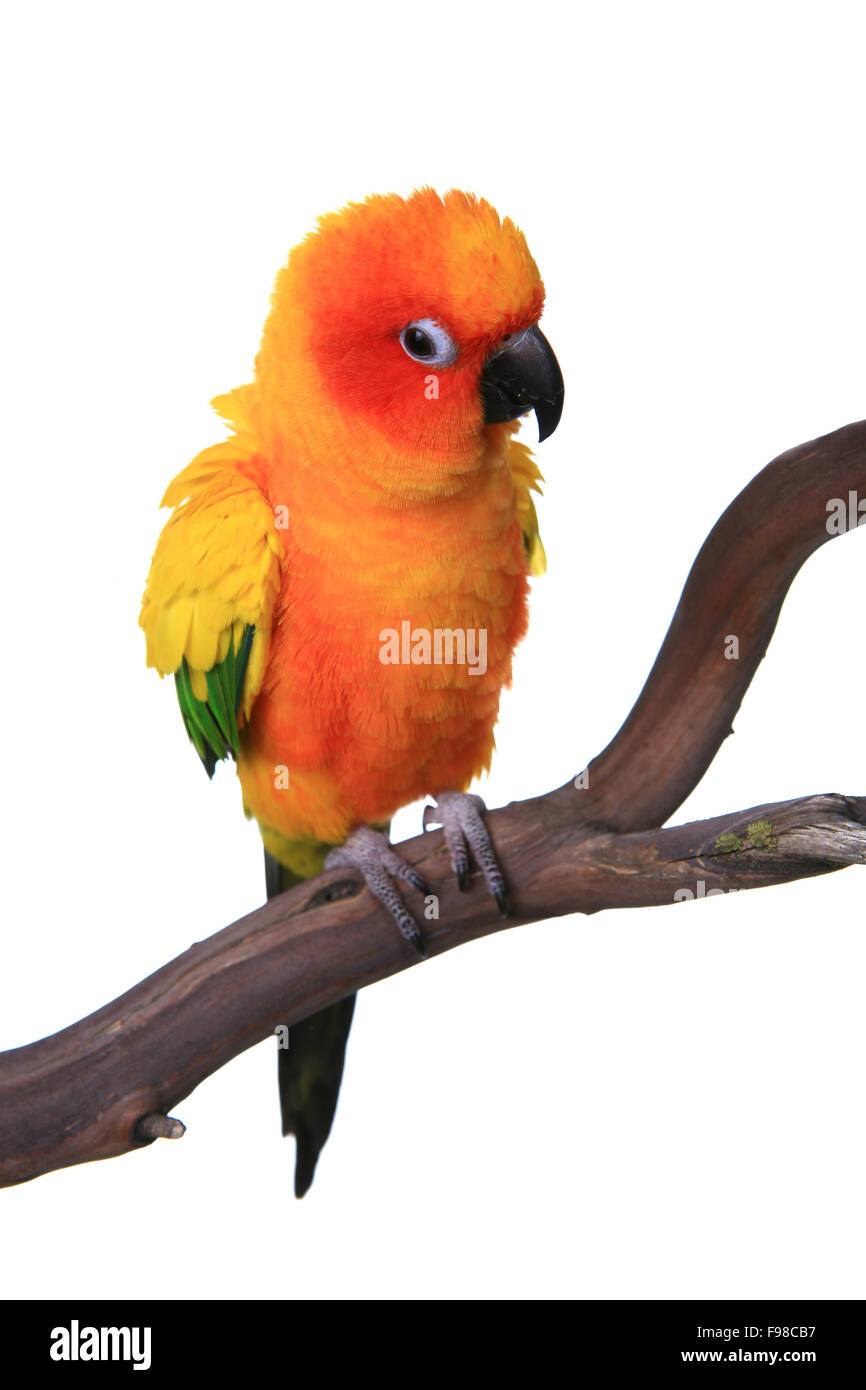 Puffy Sun Conure Parrot Bird Stock Photo - Alamy