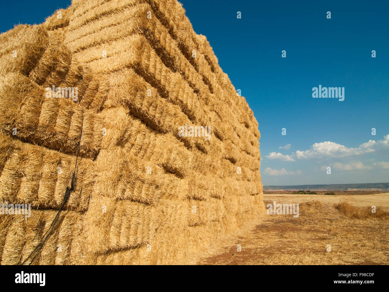 straws of hay, grain crop field Stock Photo - Alamy