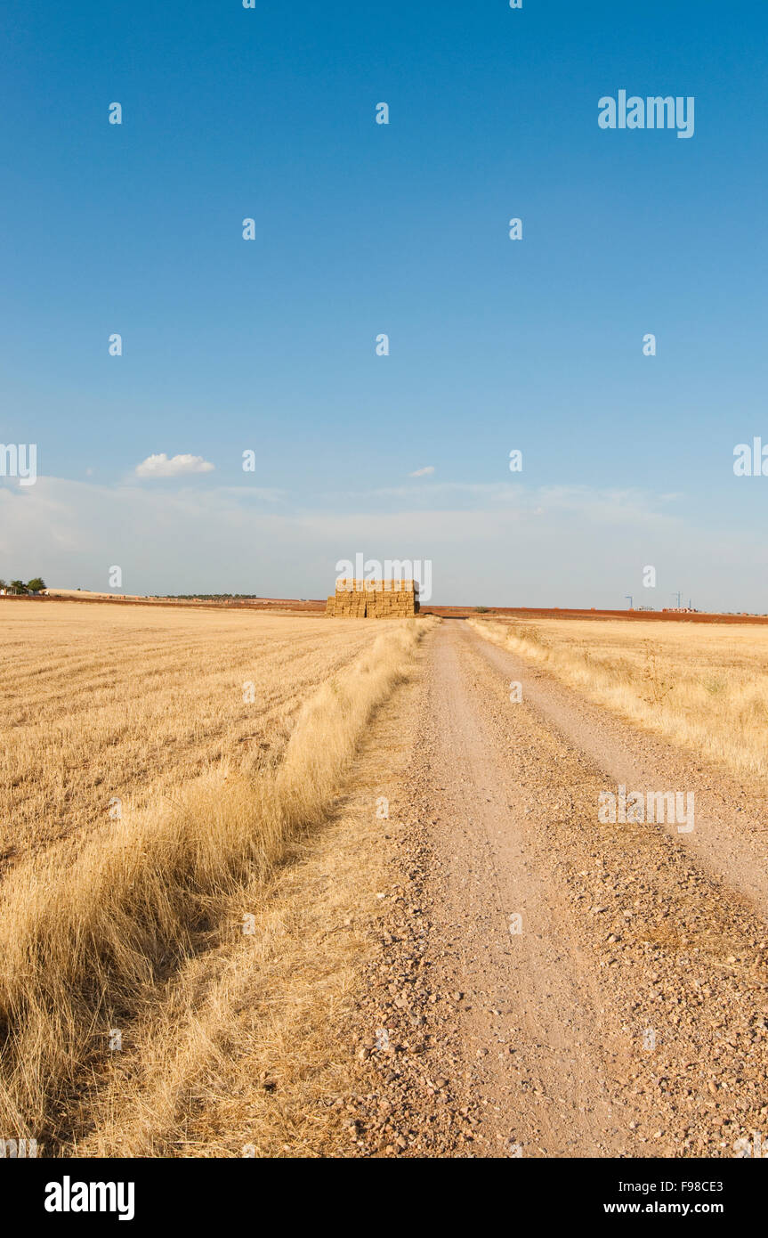 straws of hay, grain crop field Stock Photo - Alamy