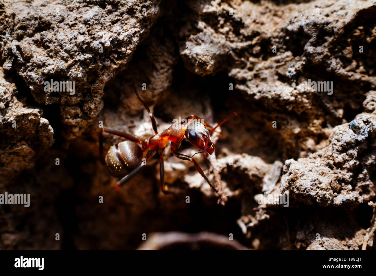 Close up of an ant on the ground Stock Photo - Alamy