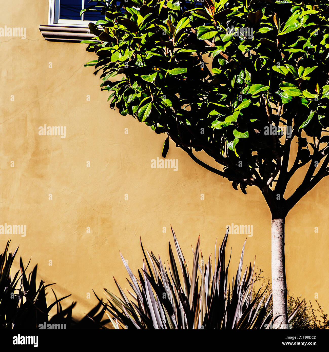 Tree and shrubs in front of a golden stucco wall Stock Photo - Alamy