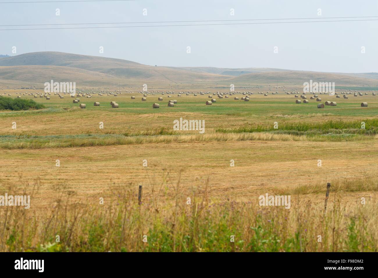 landscape with a traditional hay field full of wild flowers and grasses ...