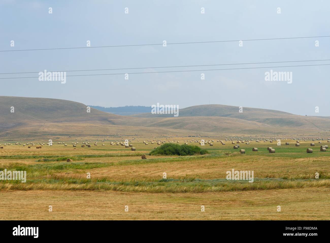 landscape with a traditional hay field full of wild flowers and grasses ...