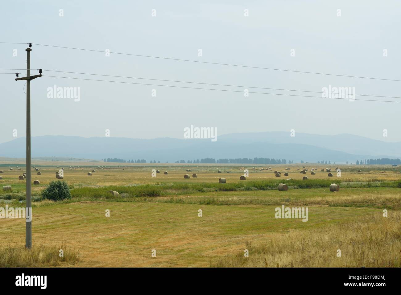 landscape with a traditional hay field full of wild flowers and grasses ...