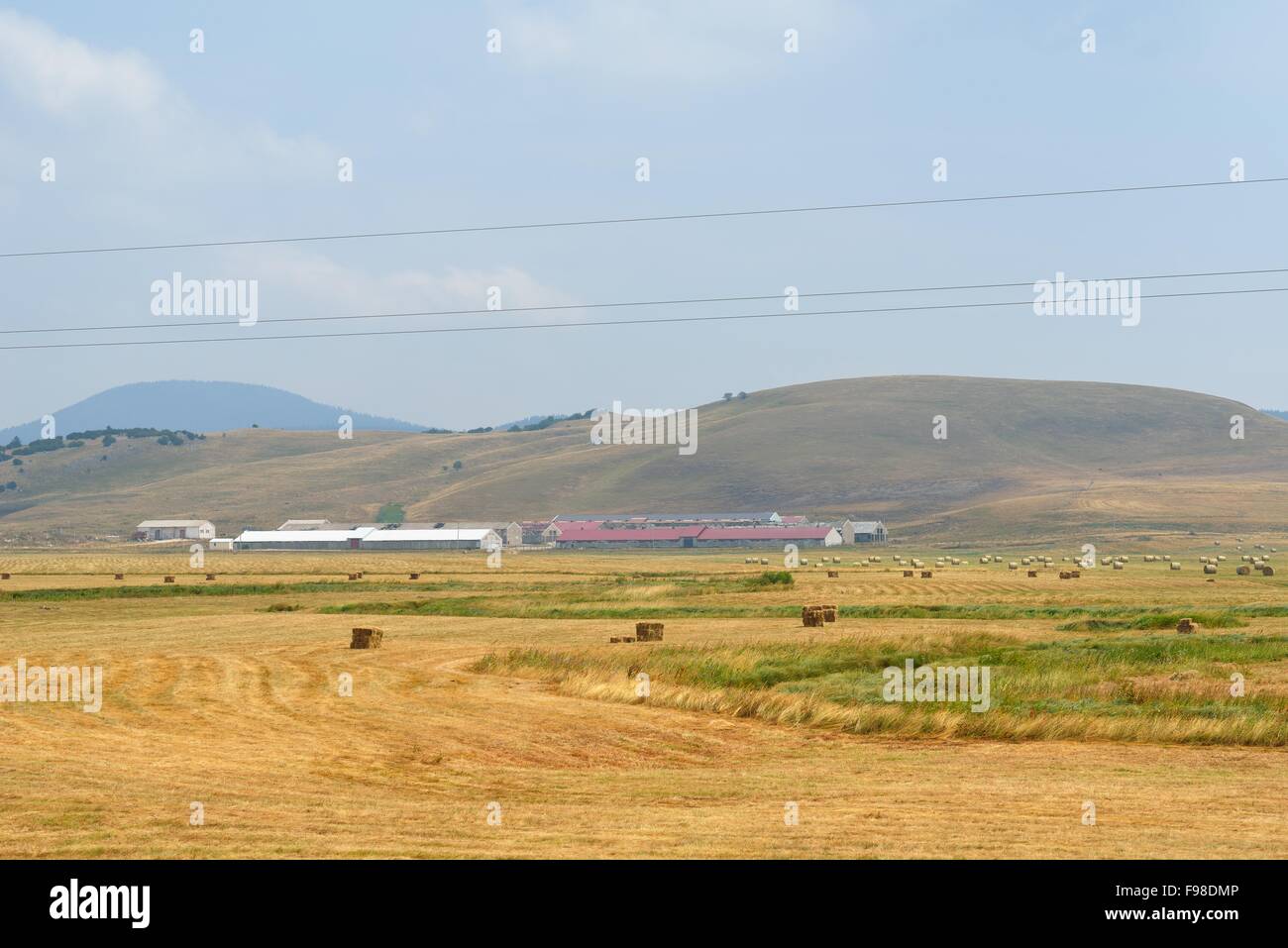 landscape with a traditional hay field full of wild flowers and grasses ...