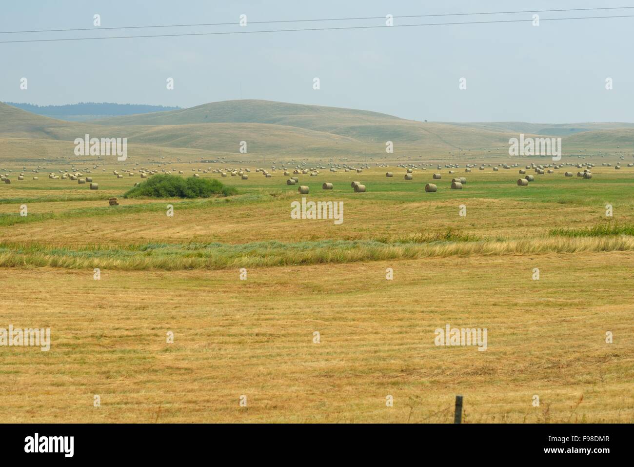 landscape with a traditional hay field full of wild flowers and grasses ...