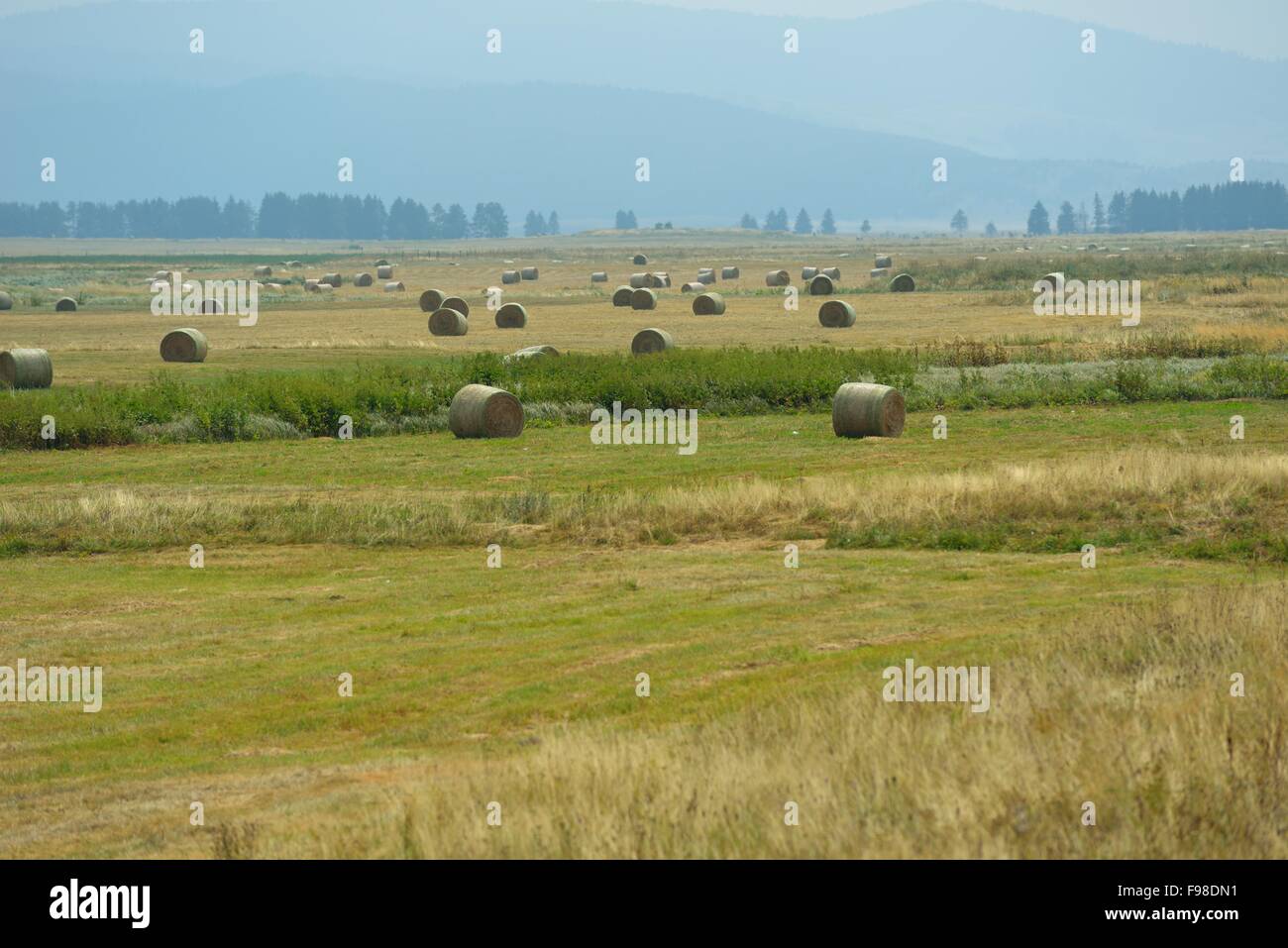landscape with a traditional hay field full of wild flowers and grasses ...