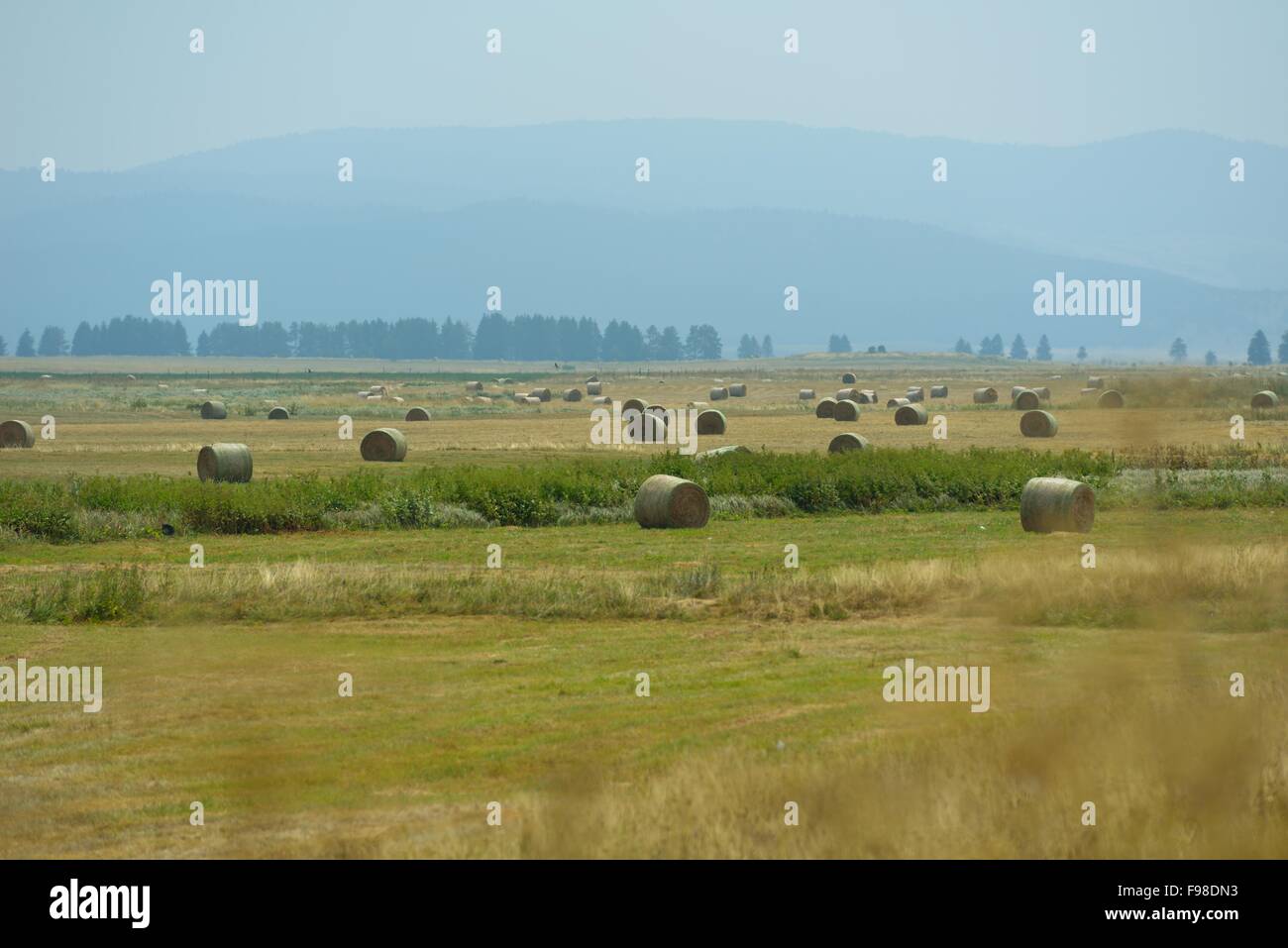 landscape with a traditional hay field full of wild flowers and grasses ...