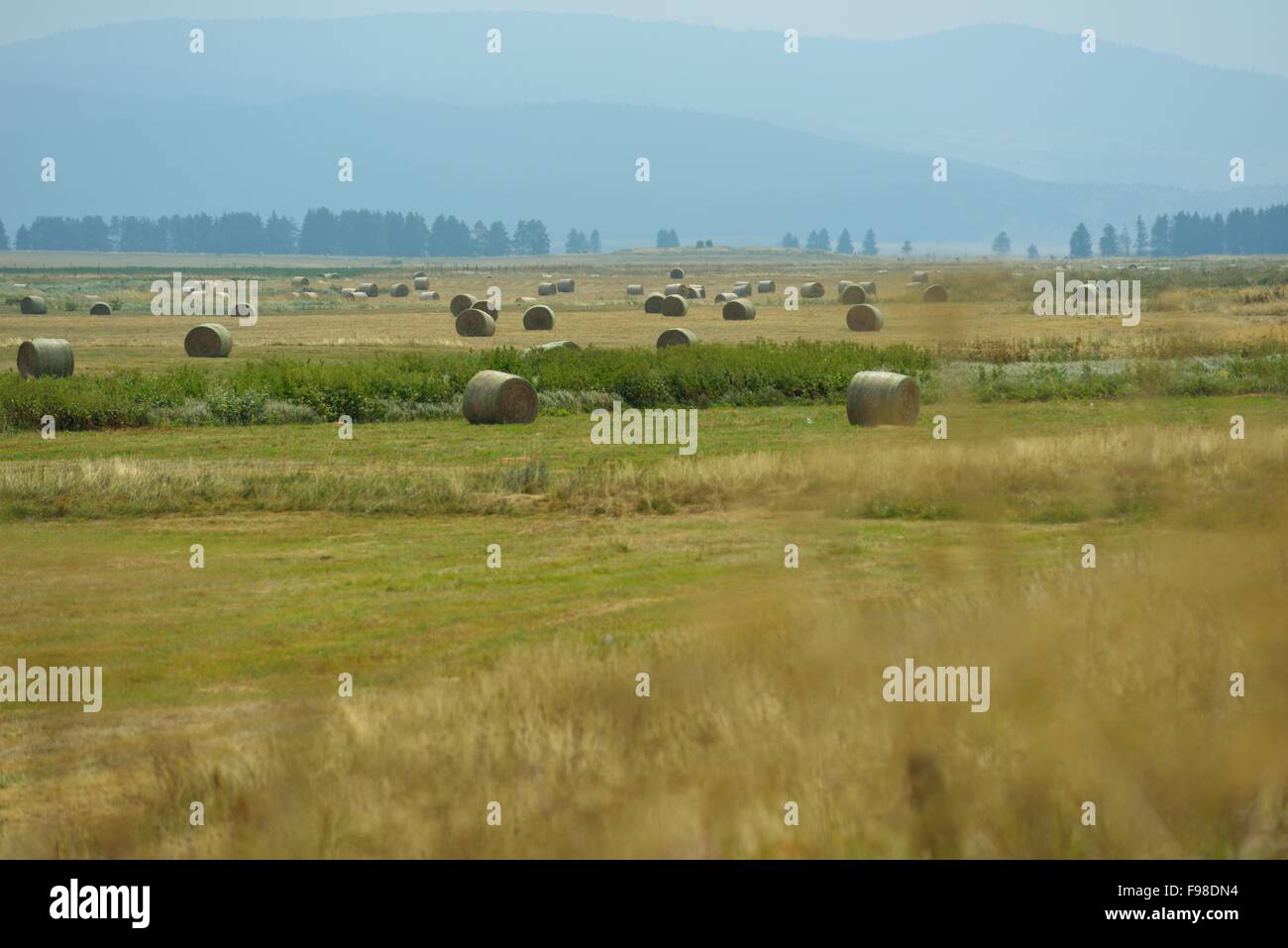landscape with a traditional hay field full of wild flowers and grasses ...