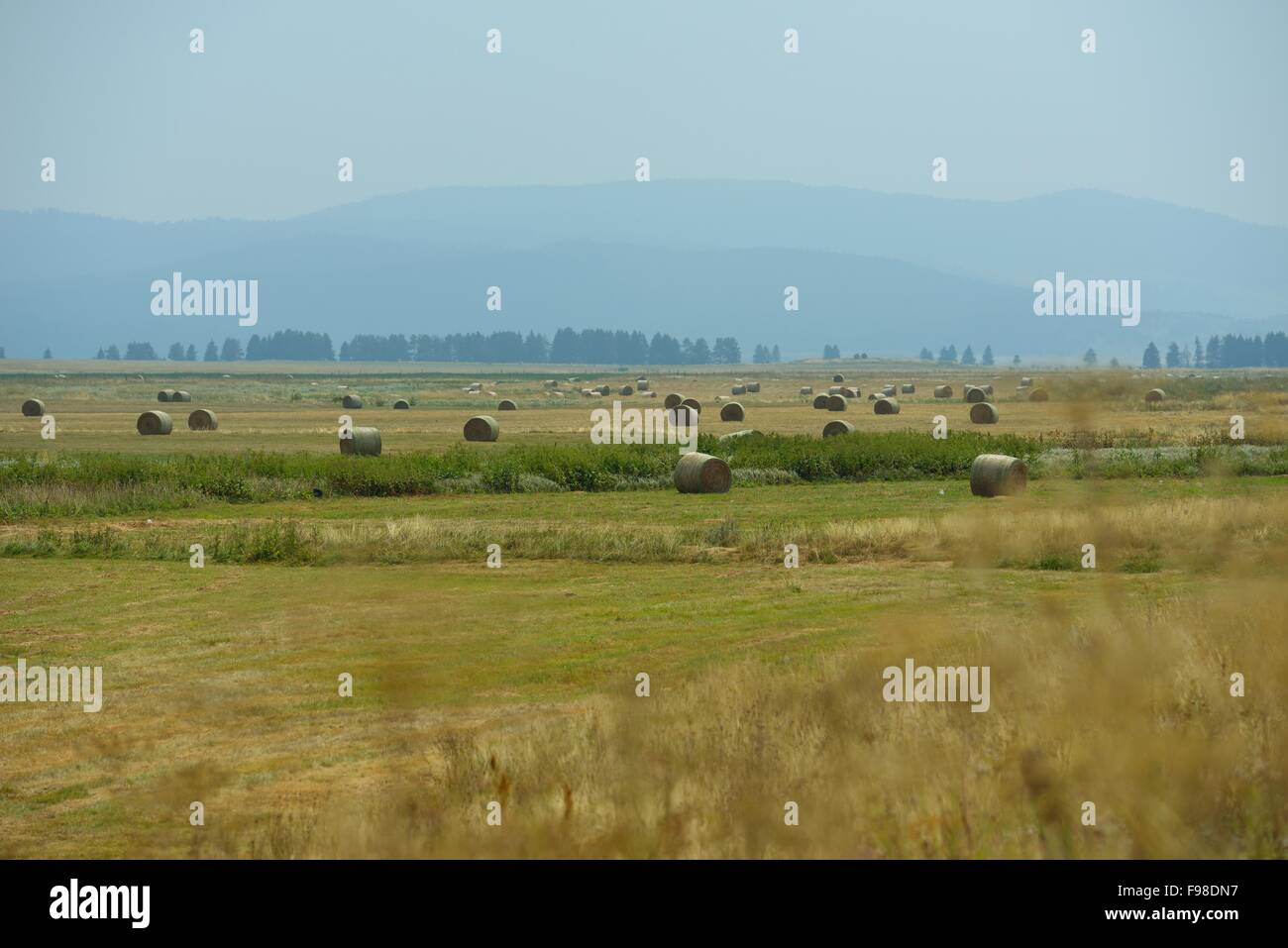 landscape with a traditional hay field full of wild flowers and grasses ...