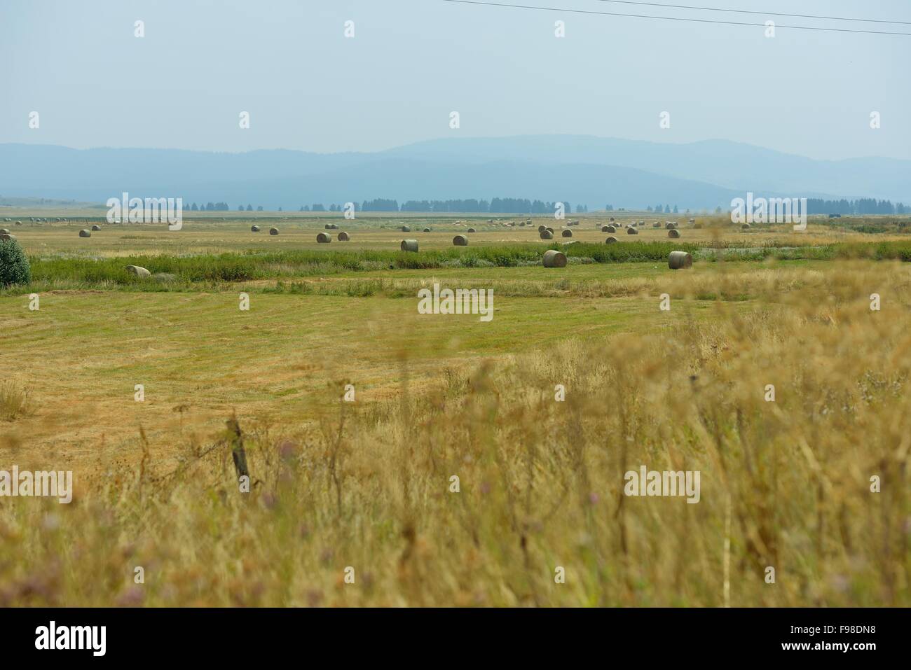 landscape with a traditional hay field full of wild flowers and grasses ...