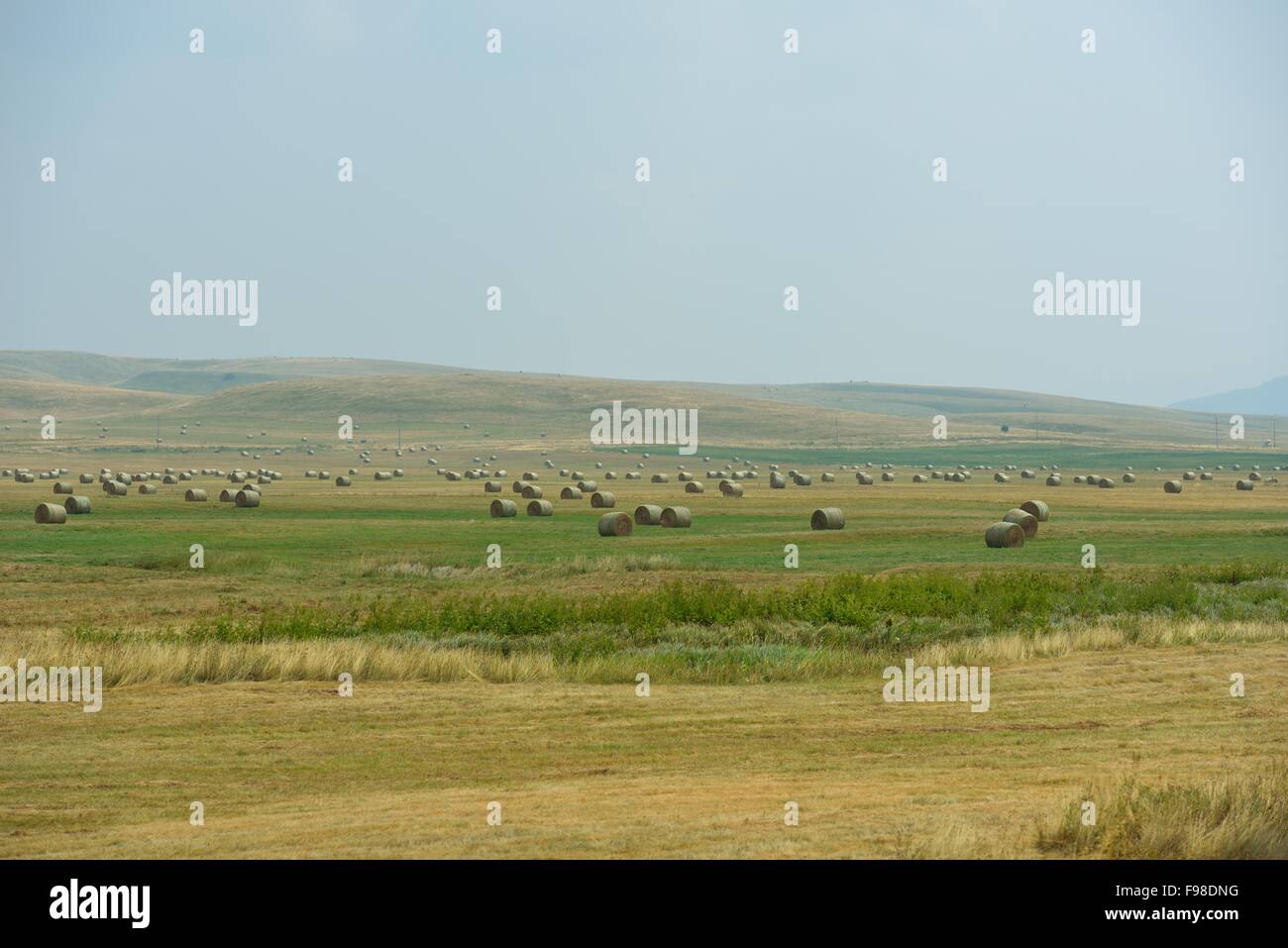landscape with a traditional hay field full of wild flowers and grasses ...