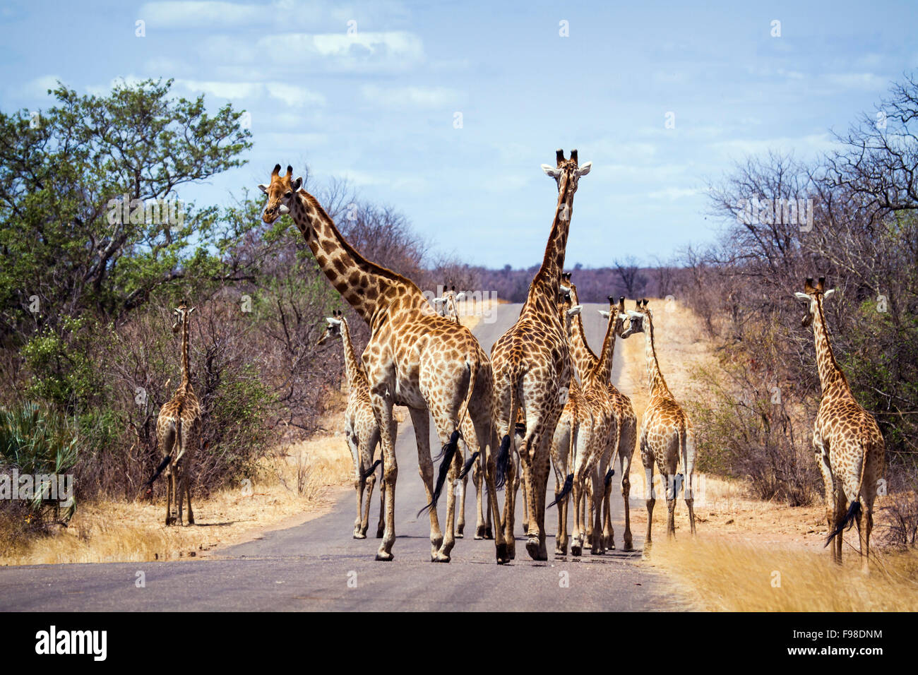 Giraffe Specie Giraffa camelopardalis family of Giraffidae Stock Photo ...