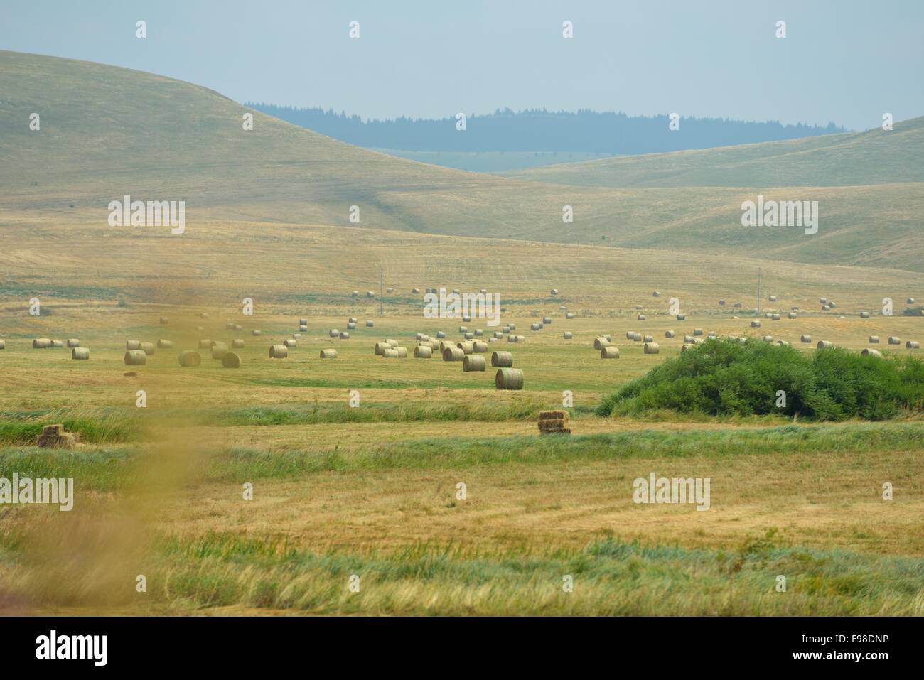 landscape with a traditional hay field full of wild flowers and grasses ...