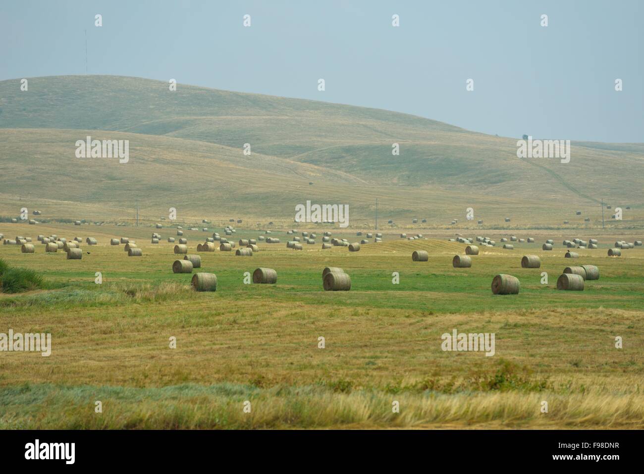 landscape with a traditional hay field full of wild flowers and grasses ...