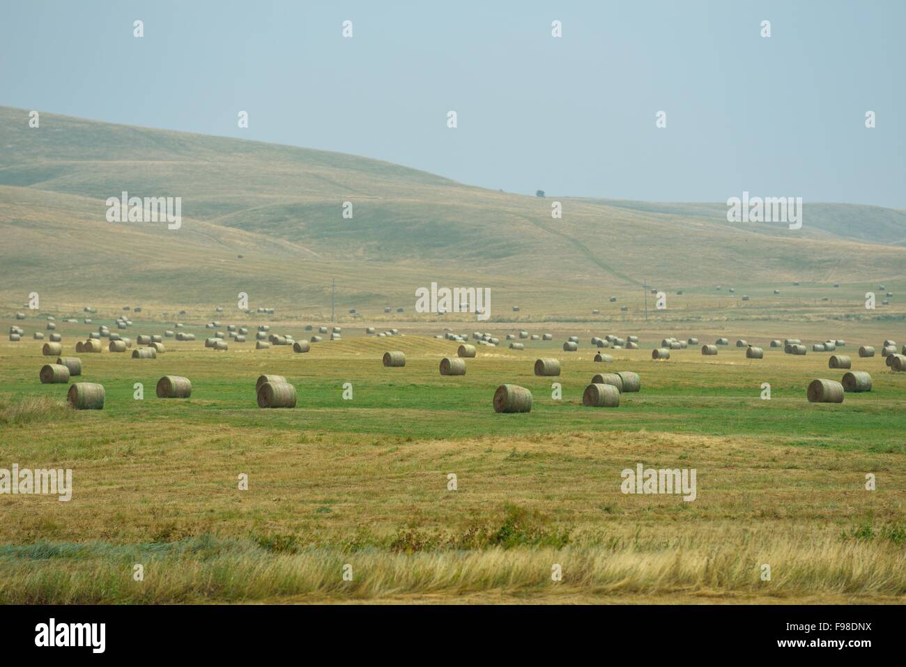 landscape with a traditional hay field full of wild flowers and grasses ...