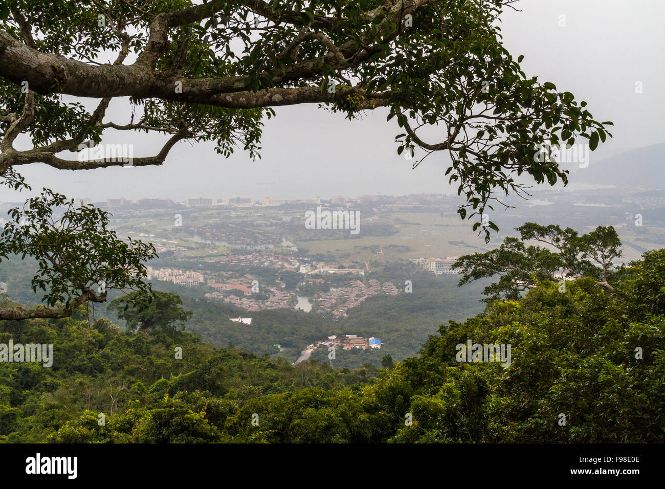 Chinese jungle, island of Hainan Stock Photo - Alamy