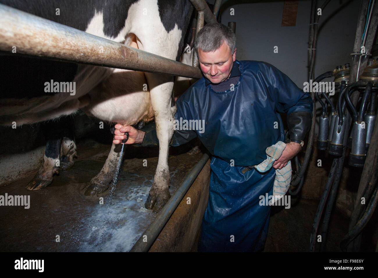 Milk cow hand udder hi-res stock photography and images - Alamy