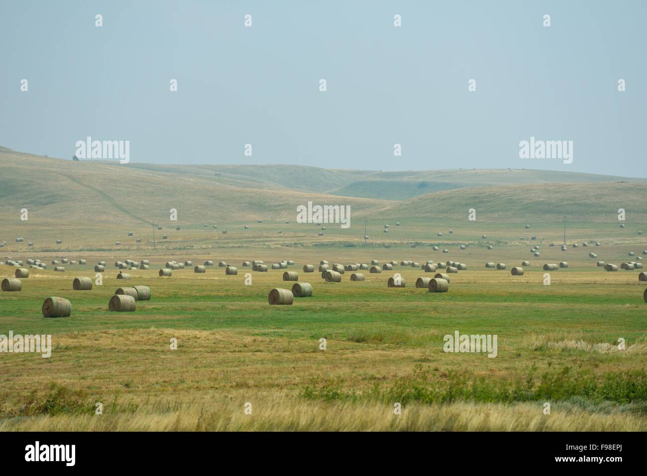 landscape with a traditional hay field full of wild flowers and grasses ...