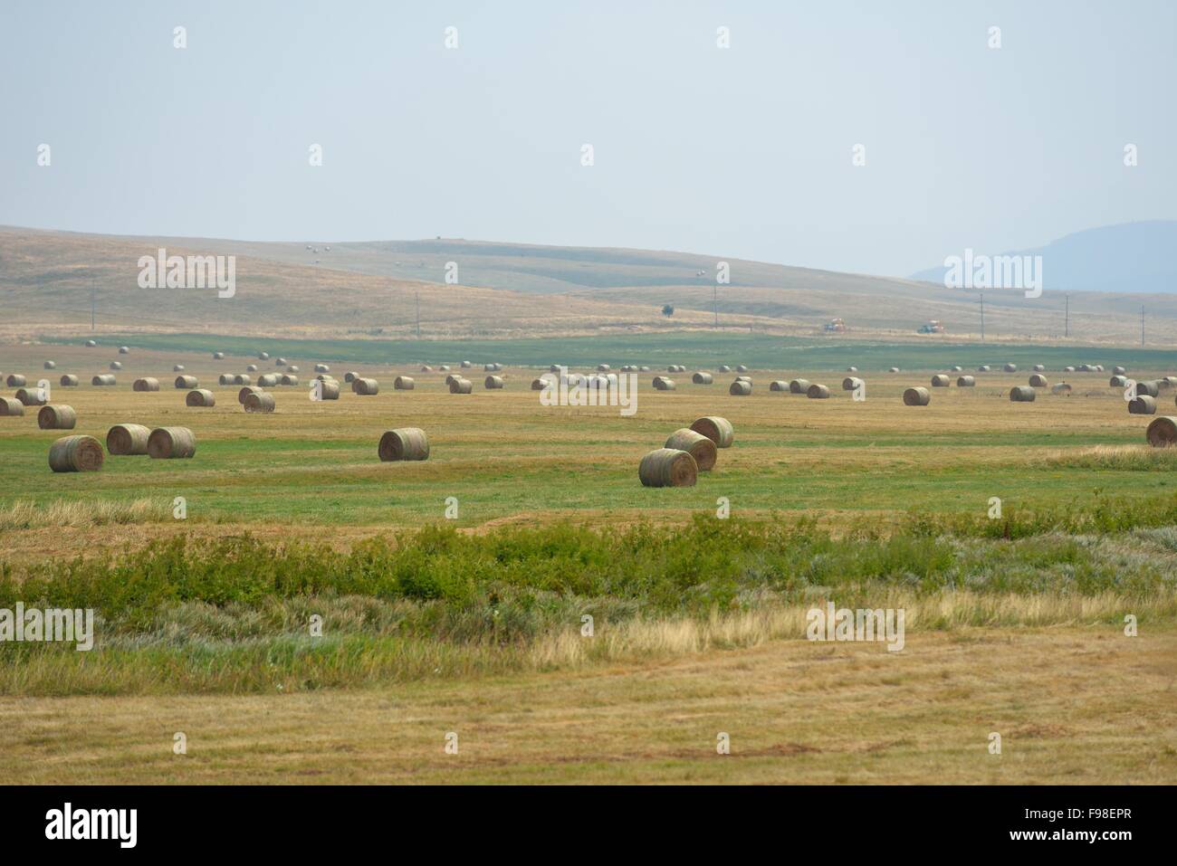landscape with a traditional hay field full of wild flowers and grasses ...
