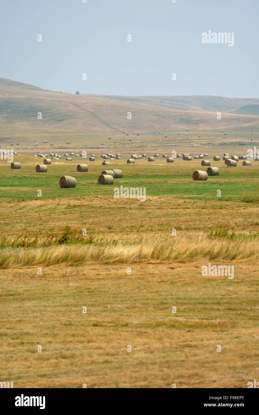 landscape with a traditional hay field full of wild flowers and grasses ...