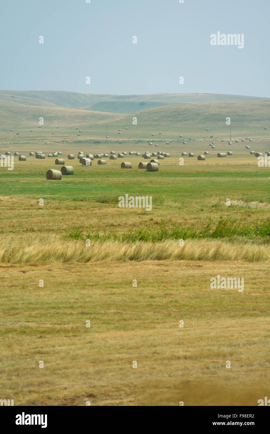 landscape with a traditional hay field full of wild flowers and grasses ...