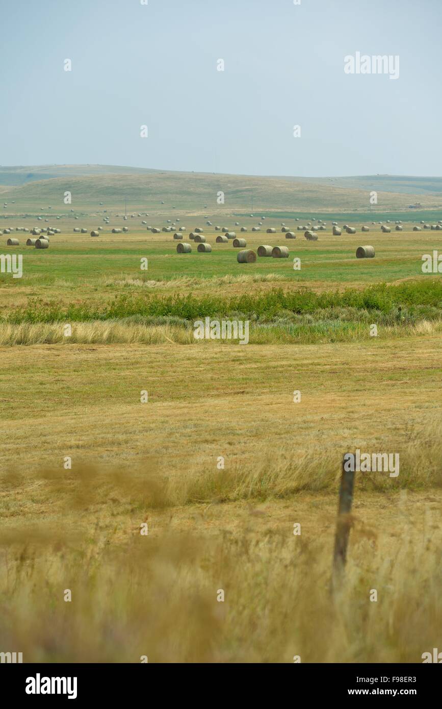 landscape with a traditional hay field full of wild flowers and grasses ...