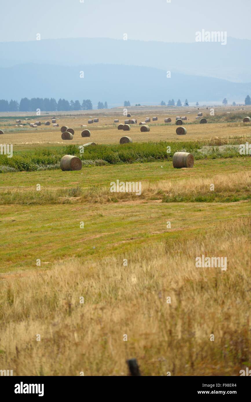 landscape with a traditional hay field full of wild flowers and grasses ...