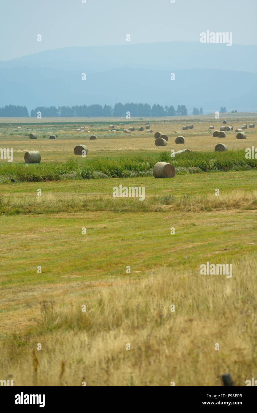 landscape with a traditional hay field full of wild flowers and grasses ...