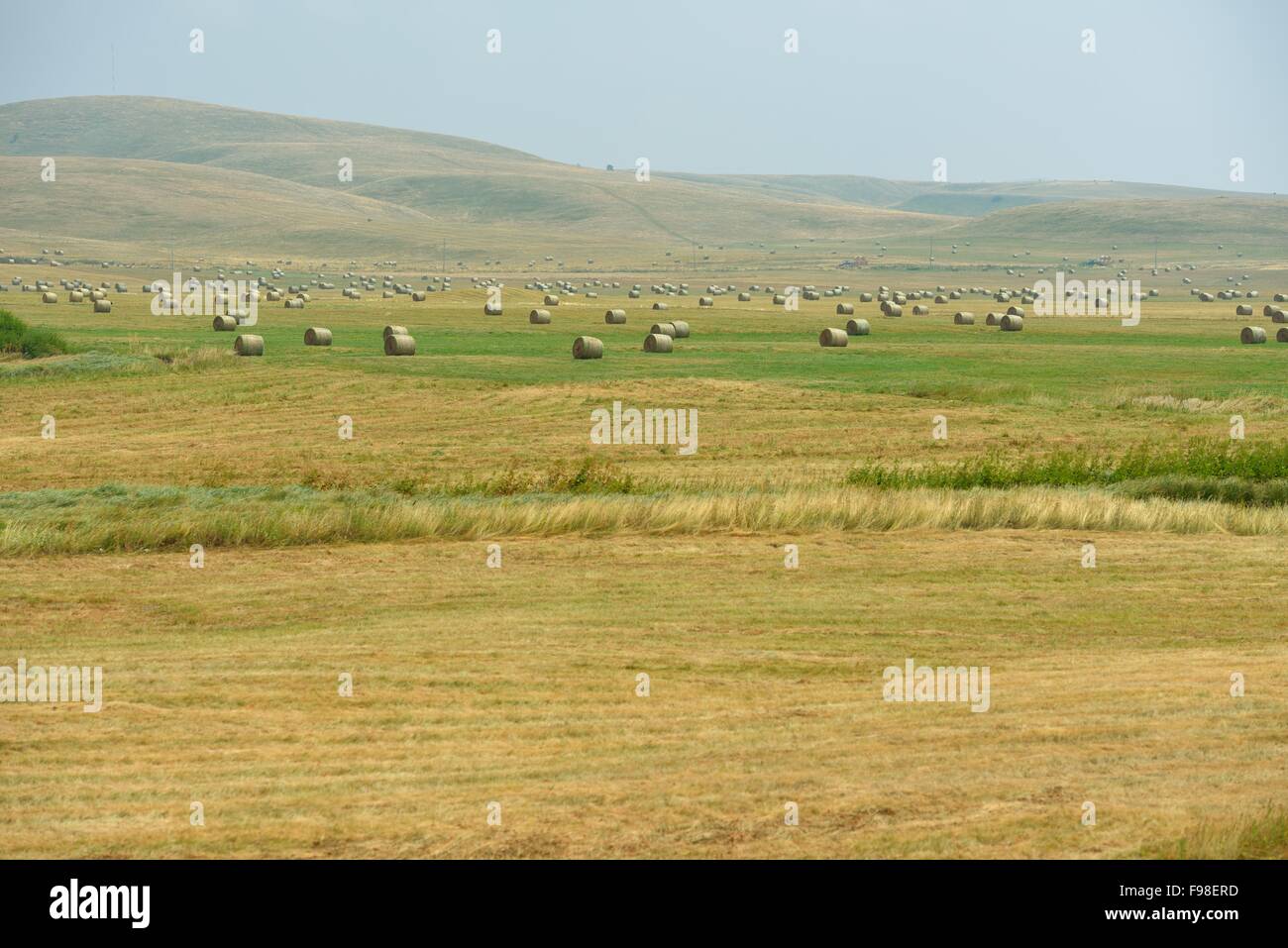 landscape with a traditional hay field full of wild flowers and grasses ...