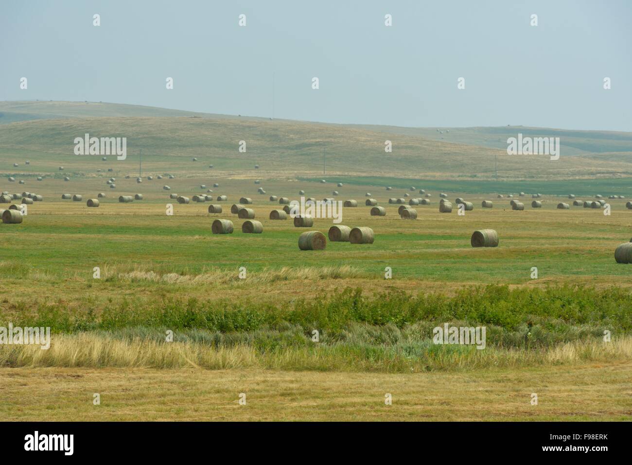 landscape with a traditional hay field full of wild flowers and grasses ...