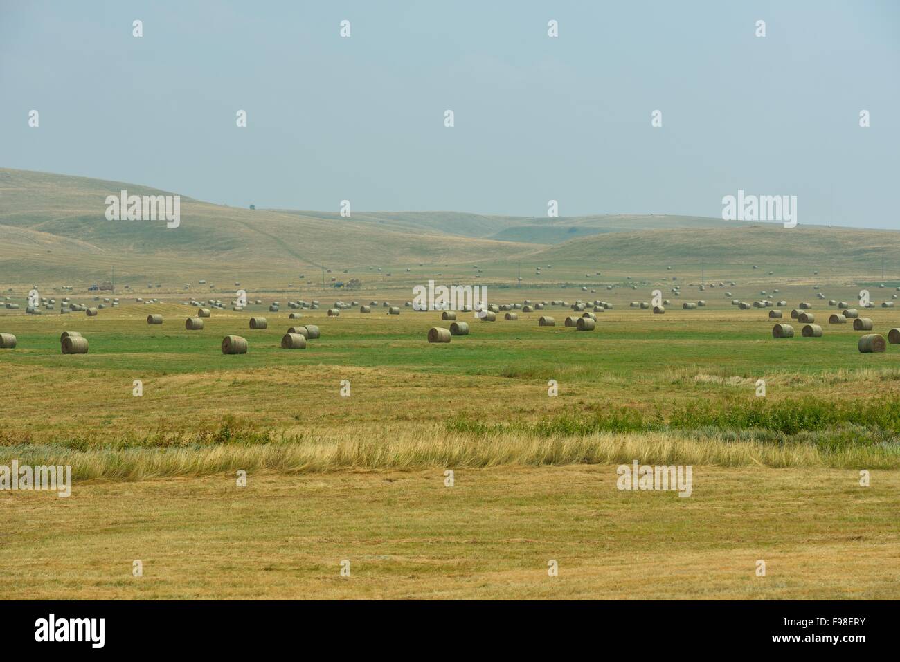 landscape with a traditional hay field full of wild flowers and grasses ...