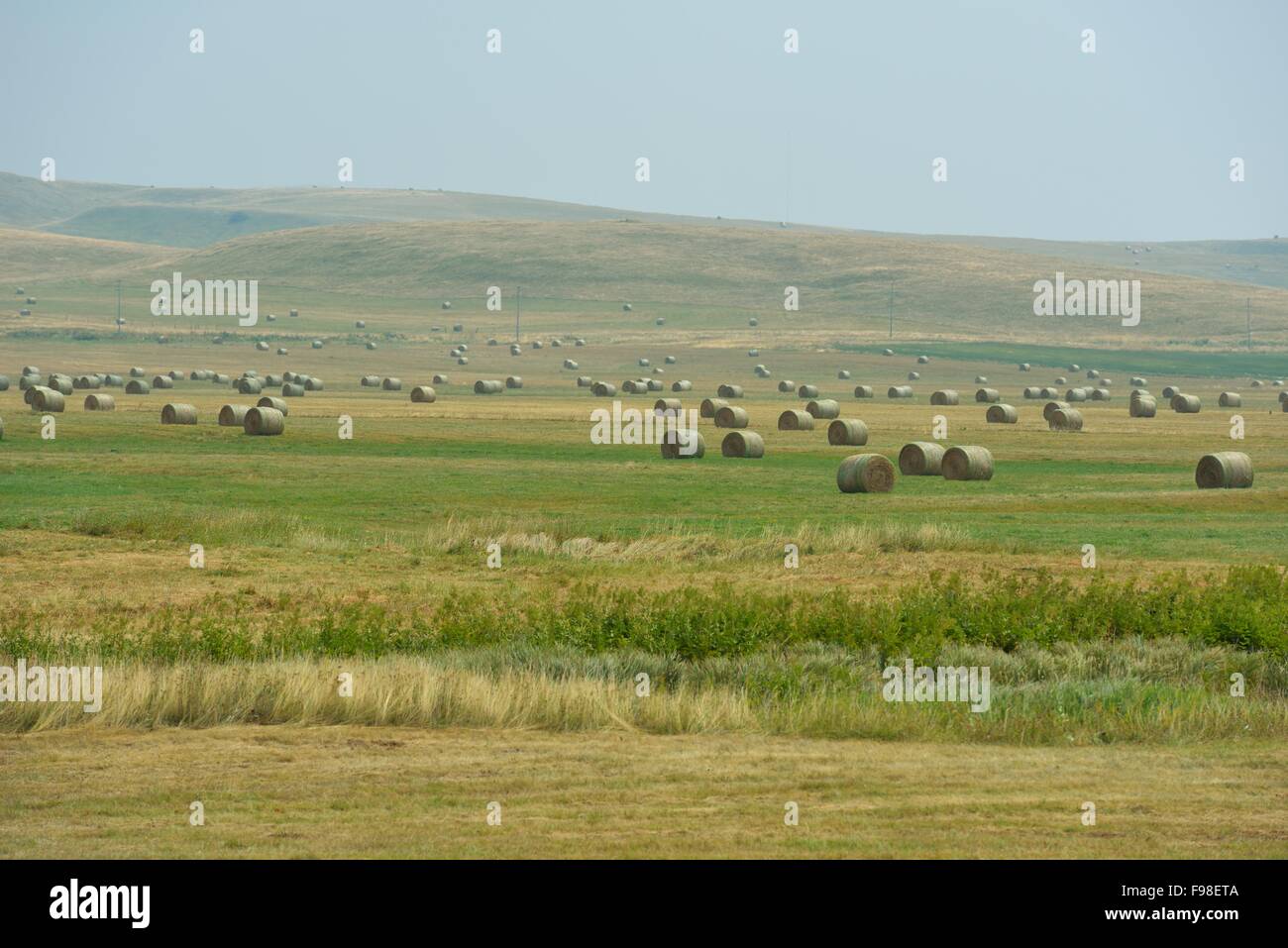 landscape with a traditional hay field full of wild flowers and grasses ...